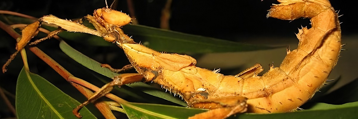 Australian Minibeasts Incursion | Envirotivity