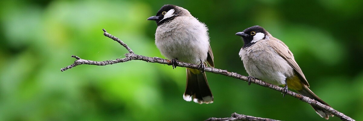 Community Birding Group 2024 | Envirotivity