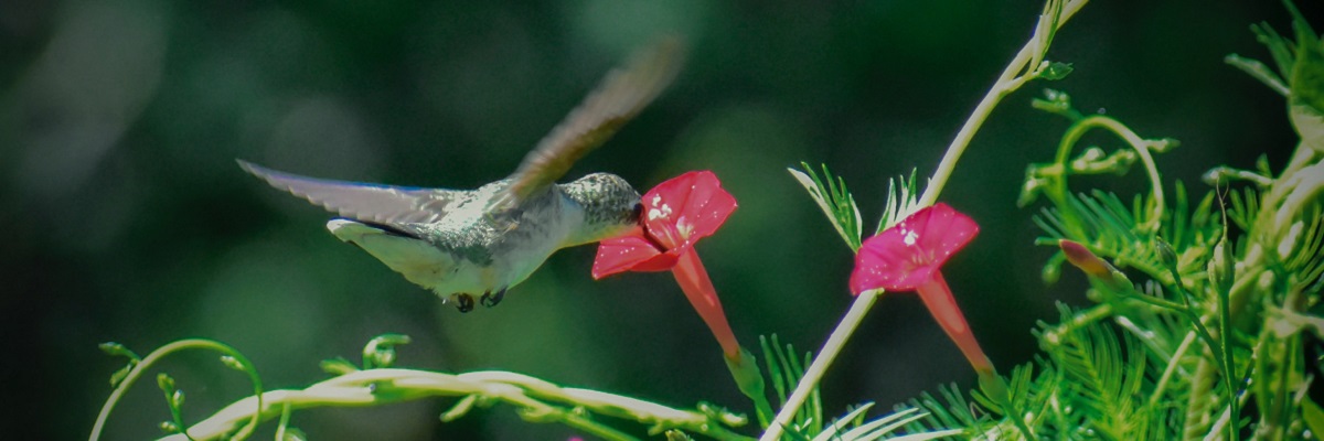 Bird spotting in the Royal | Envirotivity