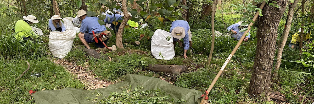 Bush Whackers | Sesquicentenary Park | Envirotivity