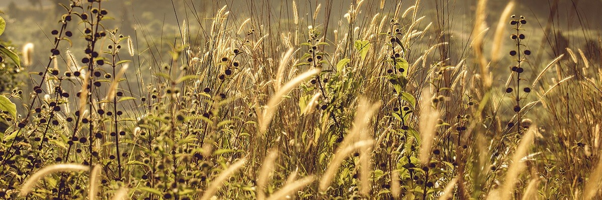 Black Forest Reserve Weed Warriors | Envirotivity