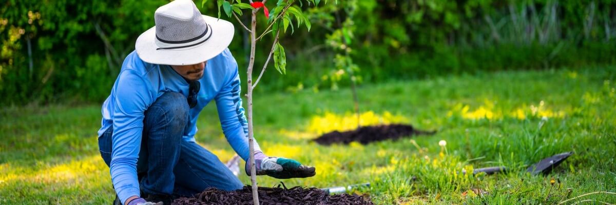 Creating Canopies at Lake Woodcroft | Envirotivity
