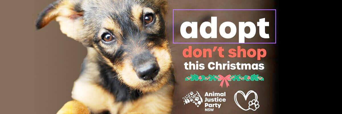 Christmas Pet Adoption | Envirotivity