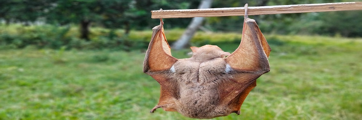The Great Bat Count | Envirotivity