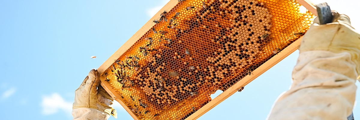 Meet the Bees - Guided Tour of the Centennial Park Bees & Candle ...