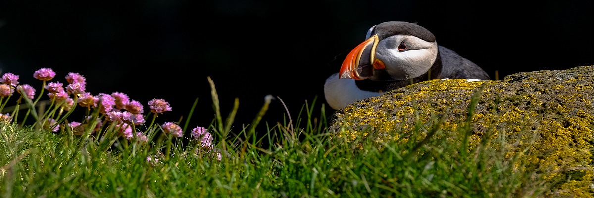 Photographing Native Australian Birdlife | Sydney | Envirotivity