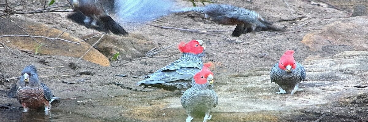 Wildlife First Aid | Envirotivity