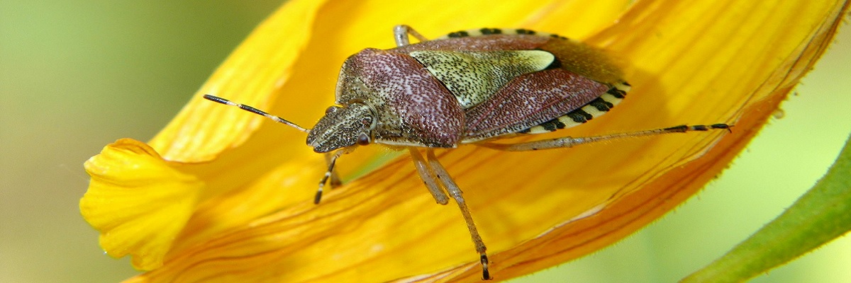 Let's Go Bug Hunting | Envirotivity