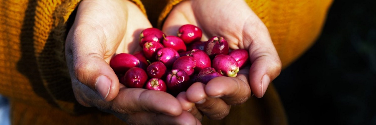 NAIDOC Week bushfoods experience | Envirotivity