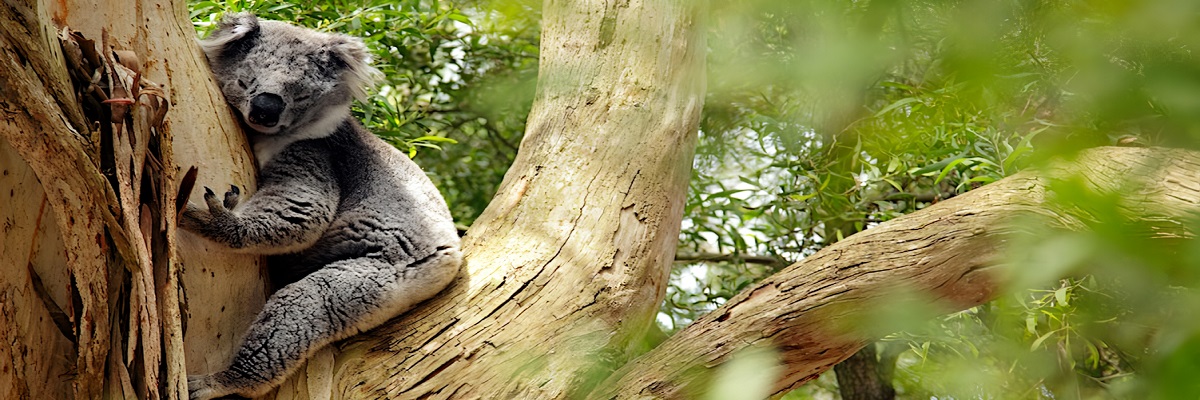 Citizen Science Koala Project | Envirotivity