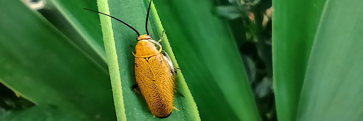 Nocturnal Mini Beasts | Envirotivity