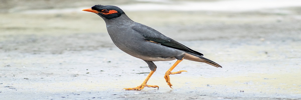 Wollongong Indian Myna Action Program Workshops | Envirotivity