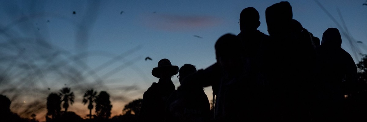 The Big Bat Walk | Envirotivity